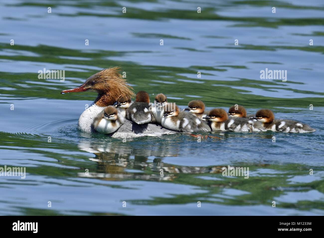 Common merganser hi-res stock photography and images - Alamy