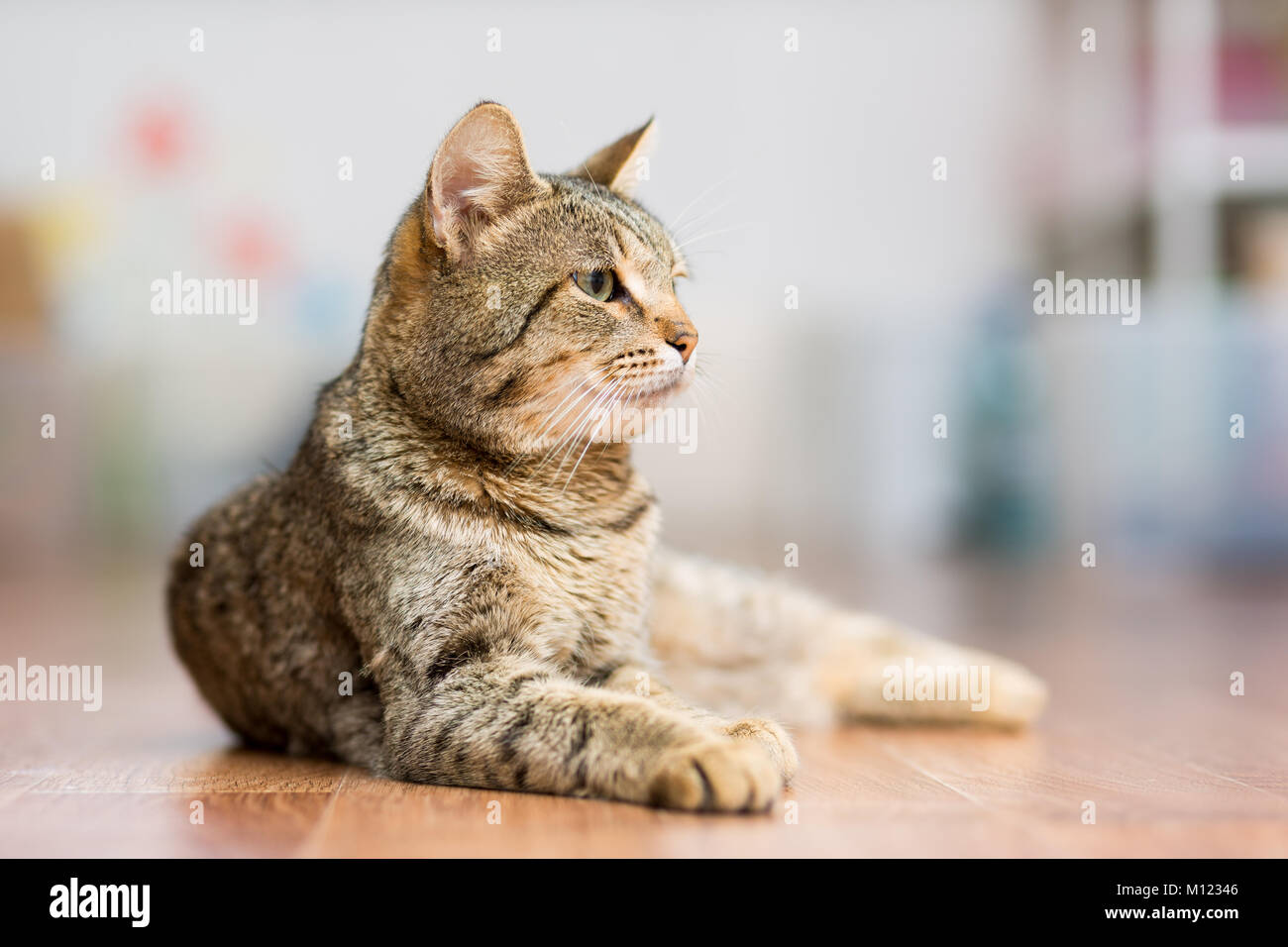 Gray adult mongrel cat lies on the floor stretching the front paws ...