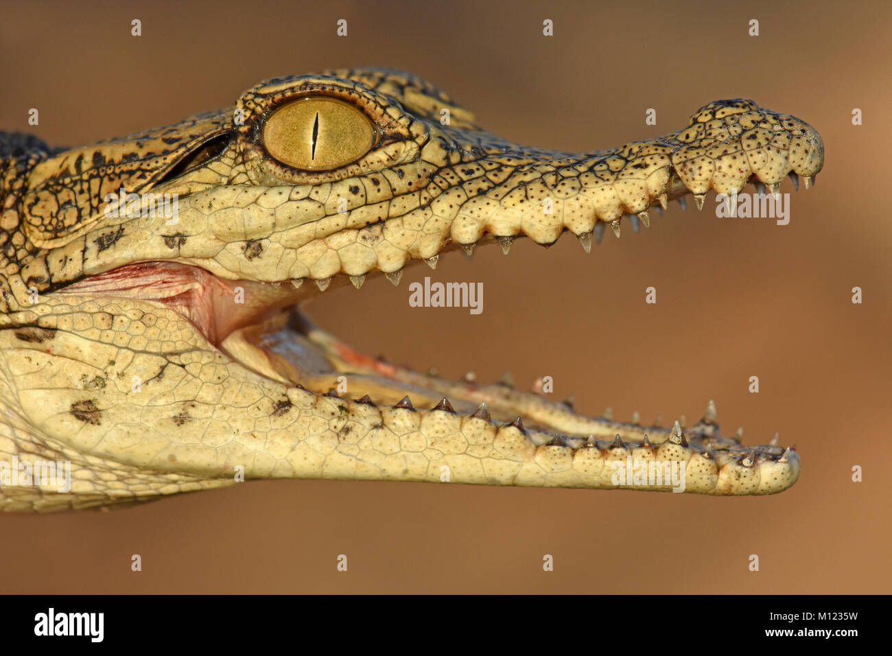 Baby Nile crocodile open mouth Stock Photo - Alamy Baby Nile crocodile open mouth Stock Photo - Alamy
