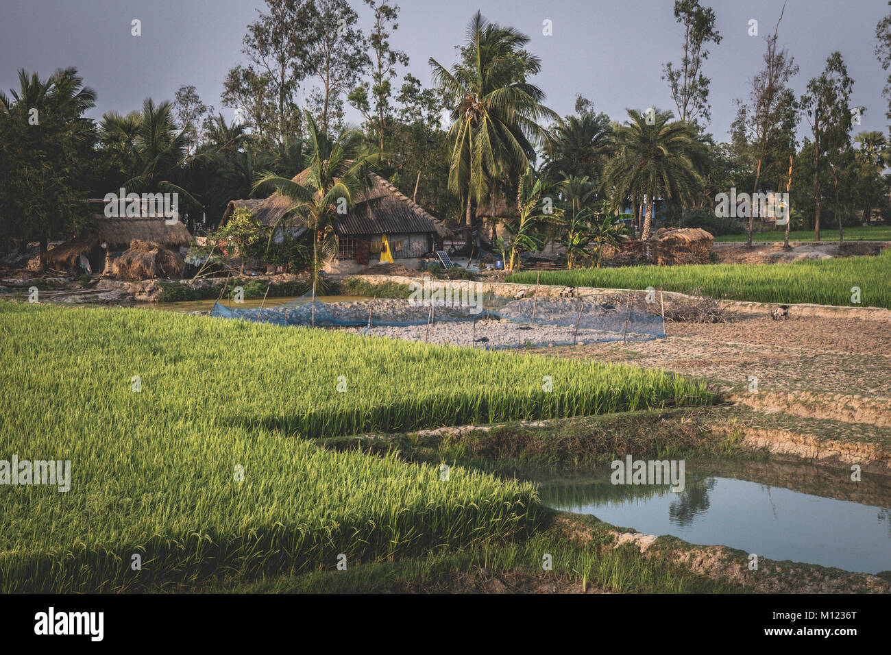 Sunderban delta hi-res stock photography and images - Alamy