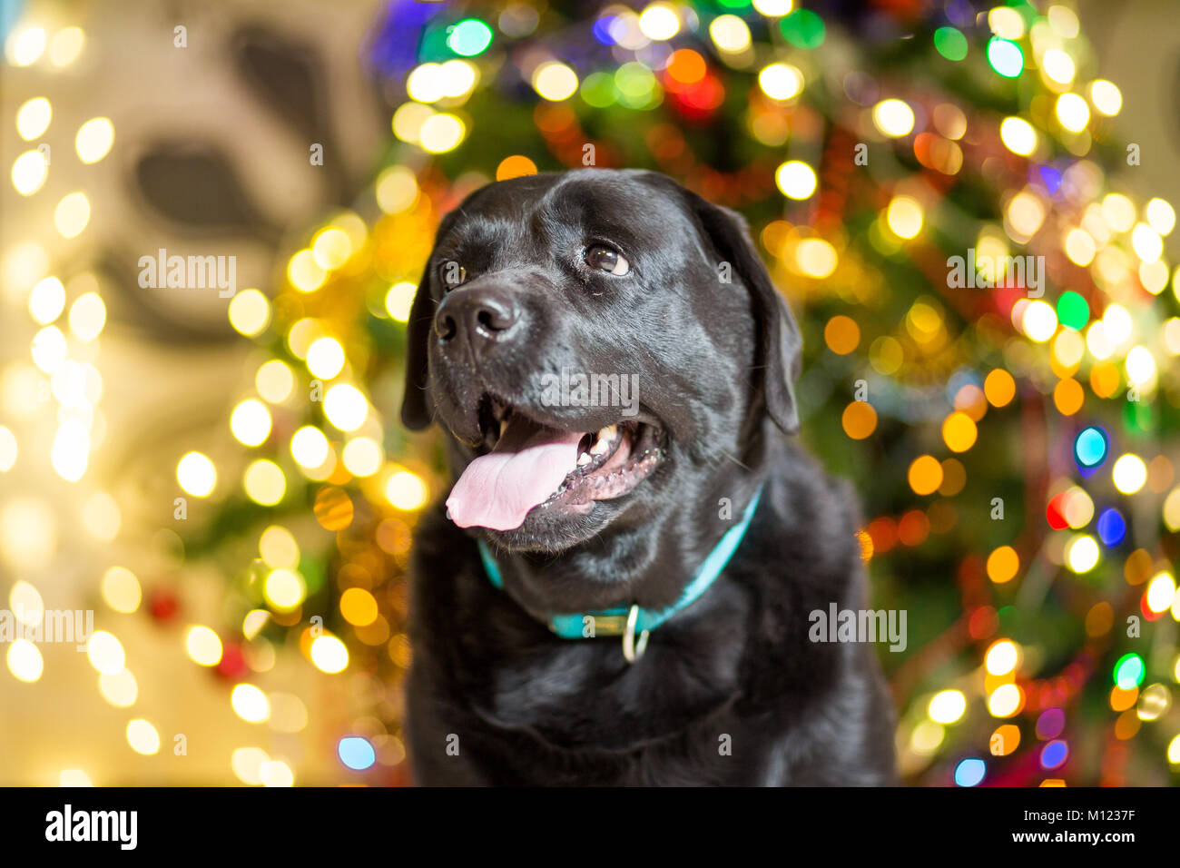 Black labrador retriever and red hat hi-res stock photography and ...