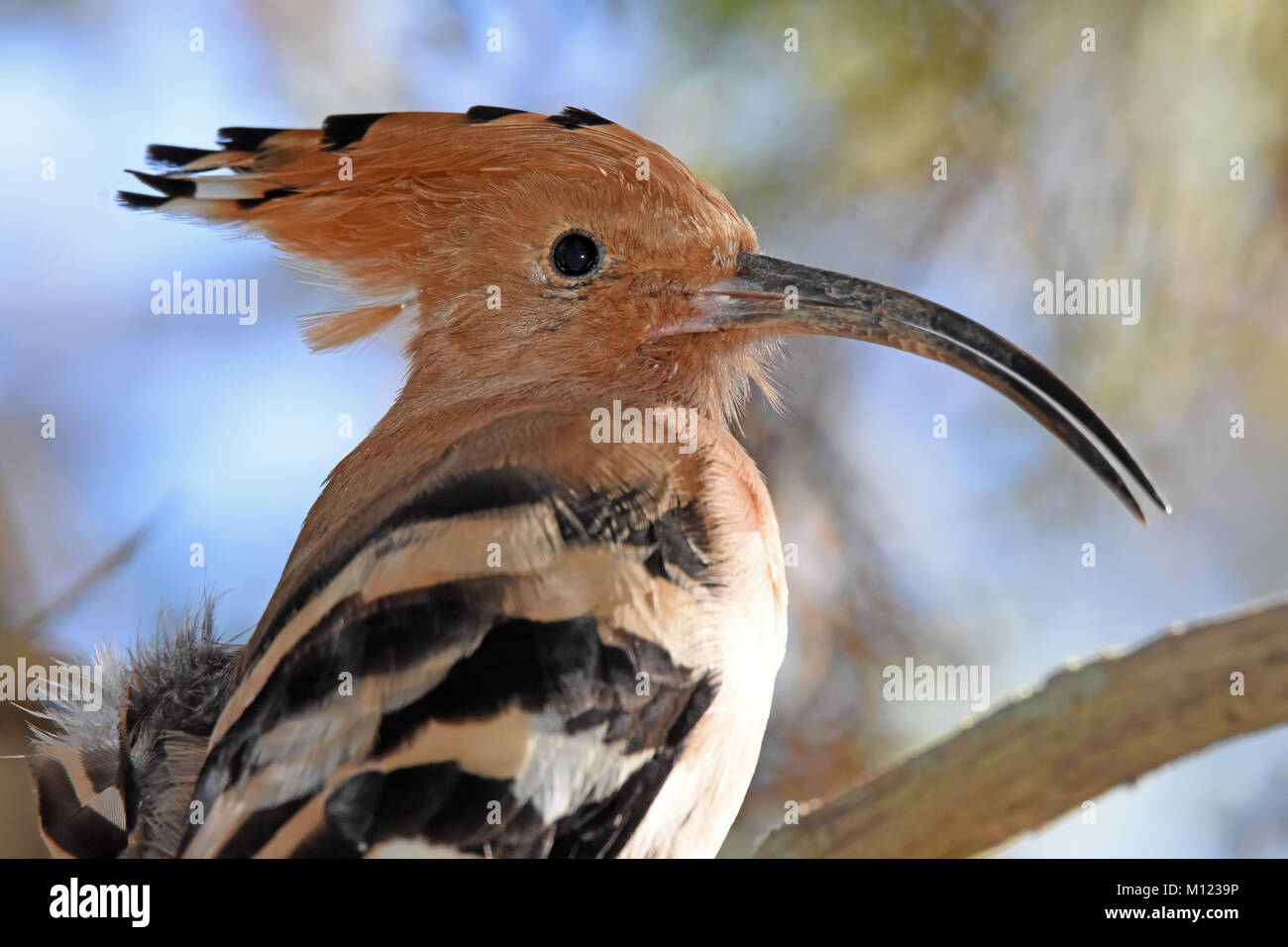 Hoopoe art hi-res stock photography and images - Alamy