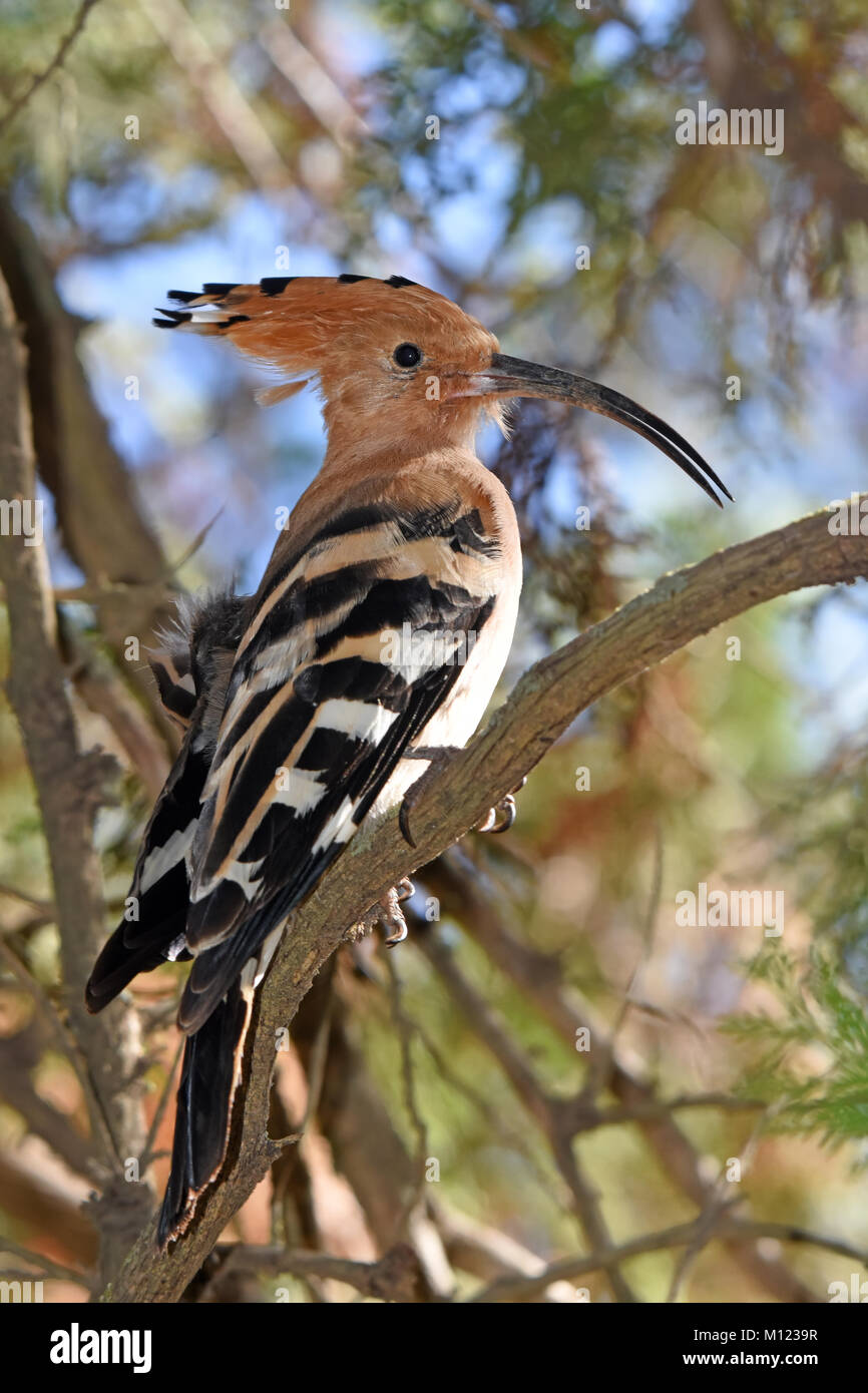 Hoopoe bird art hi-res stock photography and images - Alamy