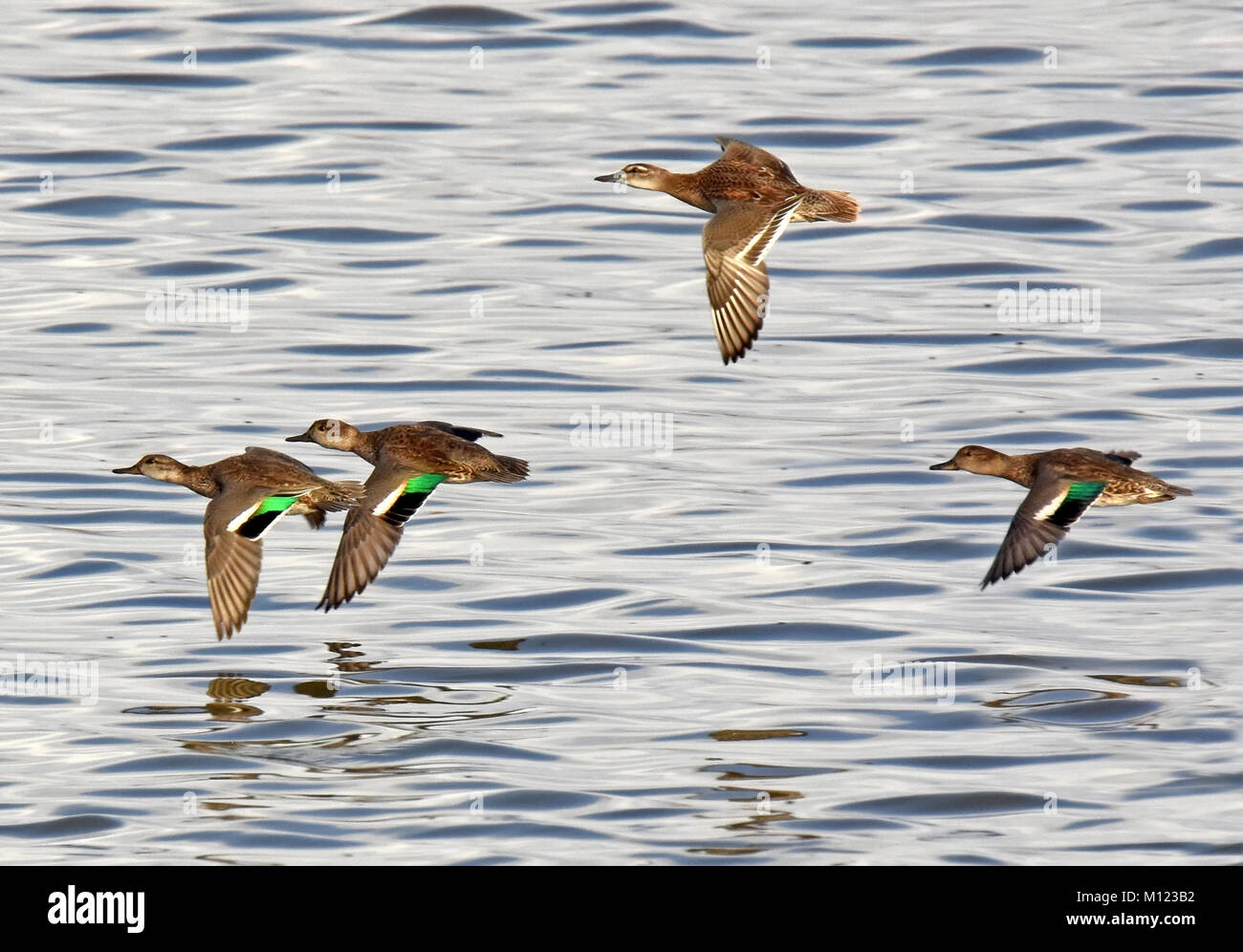 Eurasian tea,l Anas crecca flock flying Stock Photo - Alamy