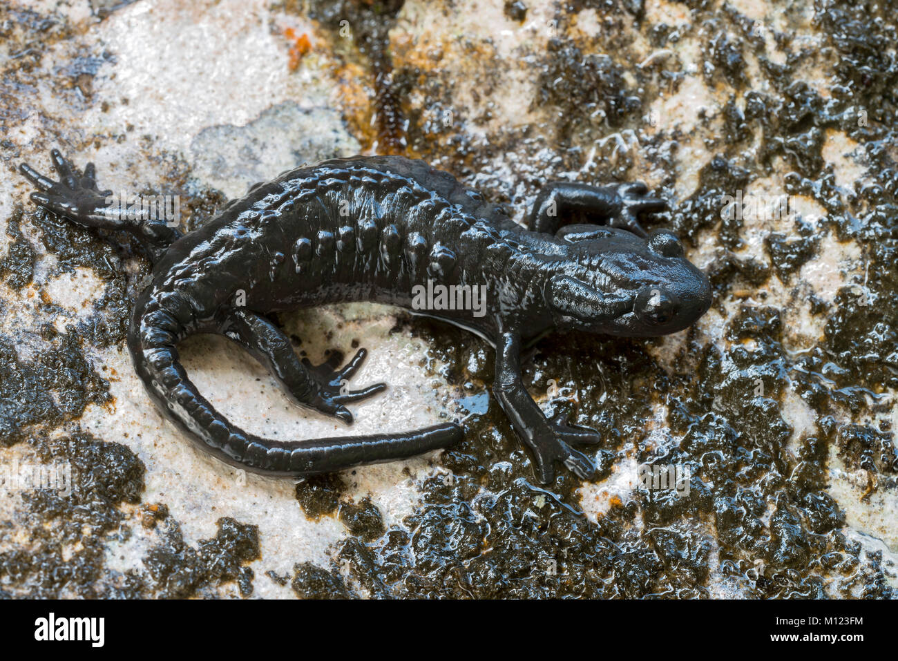 Close up salamander hi-res stock photography and images - Alamy