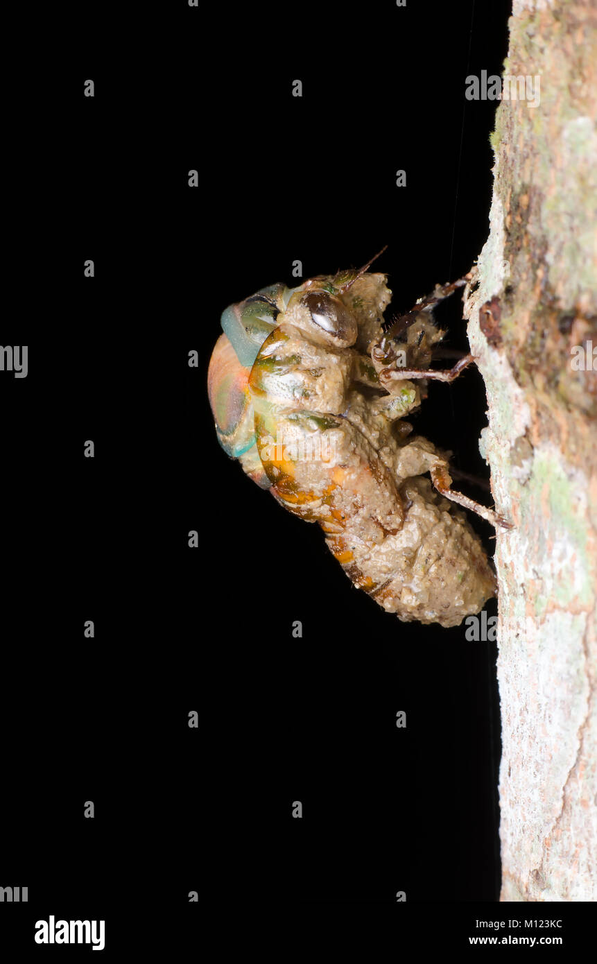 Newly emerge molting cicada at night isolated on black background Stock ...