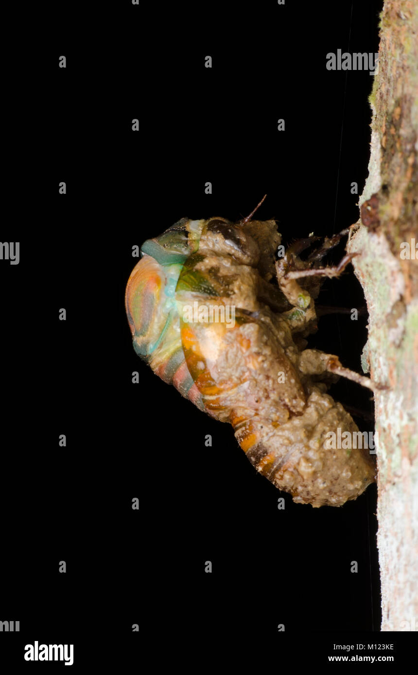 Newly emerge molting cicada at night isolated on black background Stock ...
