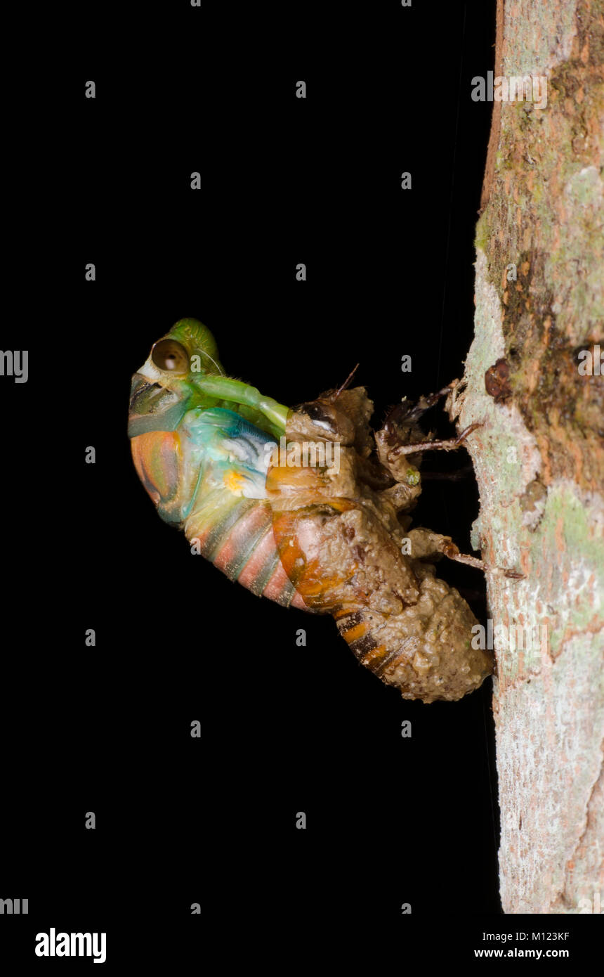 Newly emerge molting cicada at night isolated on black background Stock ...