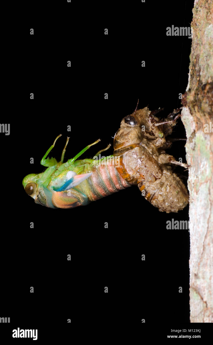 Newly emerge molting cicada at night isolated on black background Stock ...