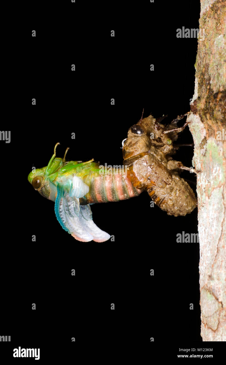 Newly emerge molting cicada at night isolated on black background Stock ...