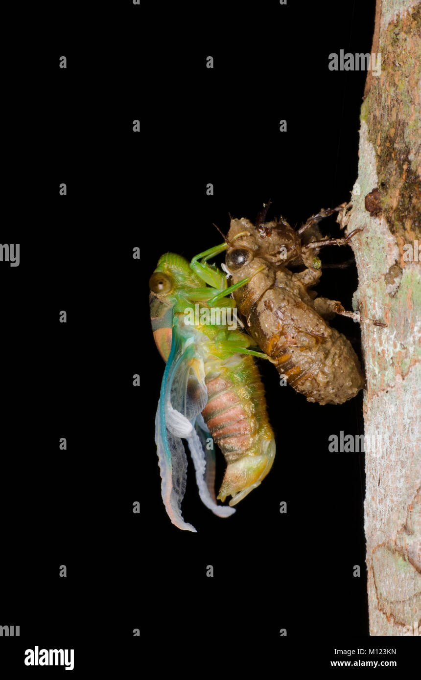 Newly emerge molting cicada at night isolated on black background Stock ...