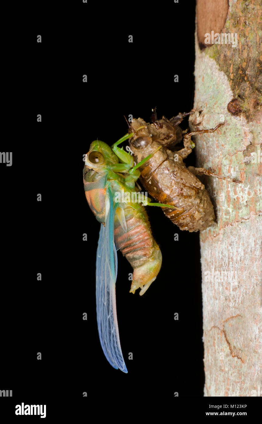Newly emerge molting cicada at night isolated on black background Stock ...
