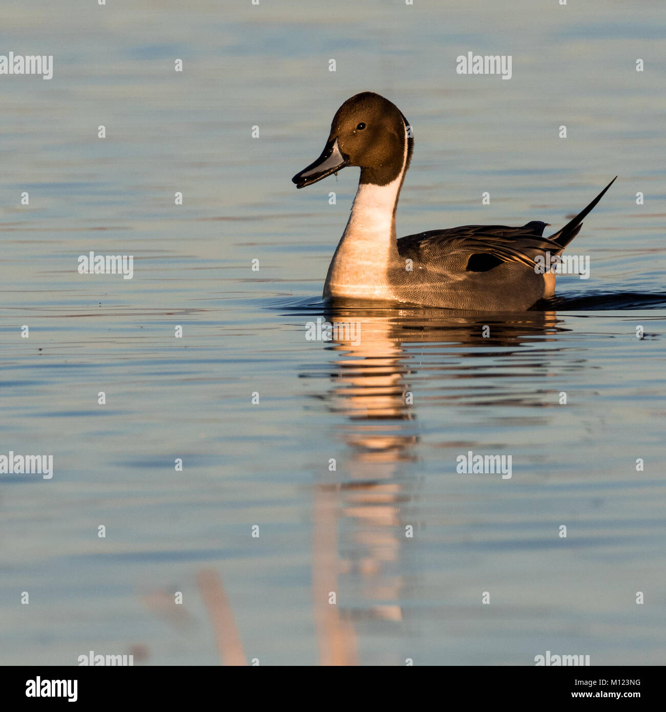 Flock northern pintail ducks swimming hi-res stock photography and ...