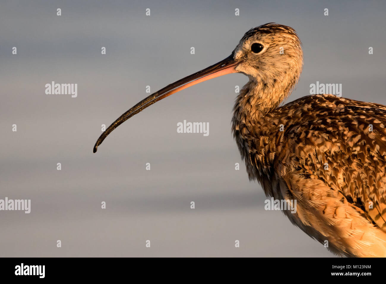 Rock curlew hi-res stock photography and images - Alamy