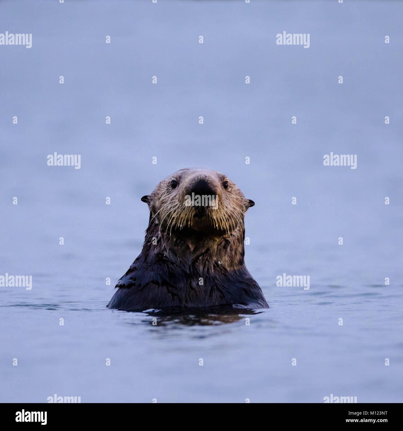 Otter portrait hi-res stock photography and images - Alamy