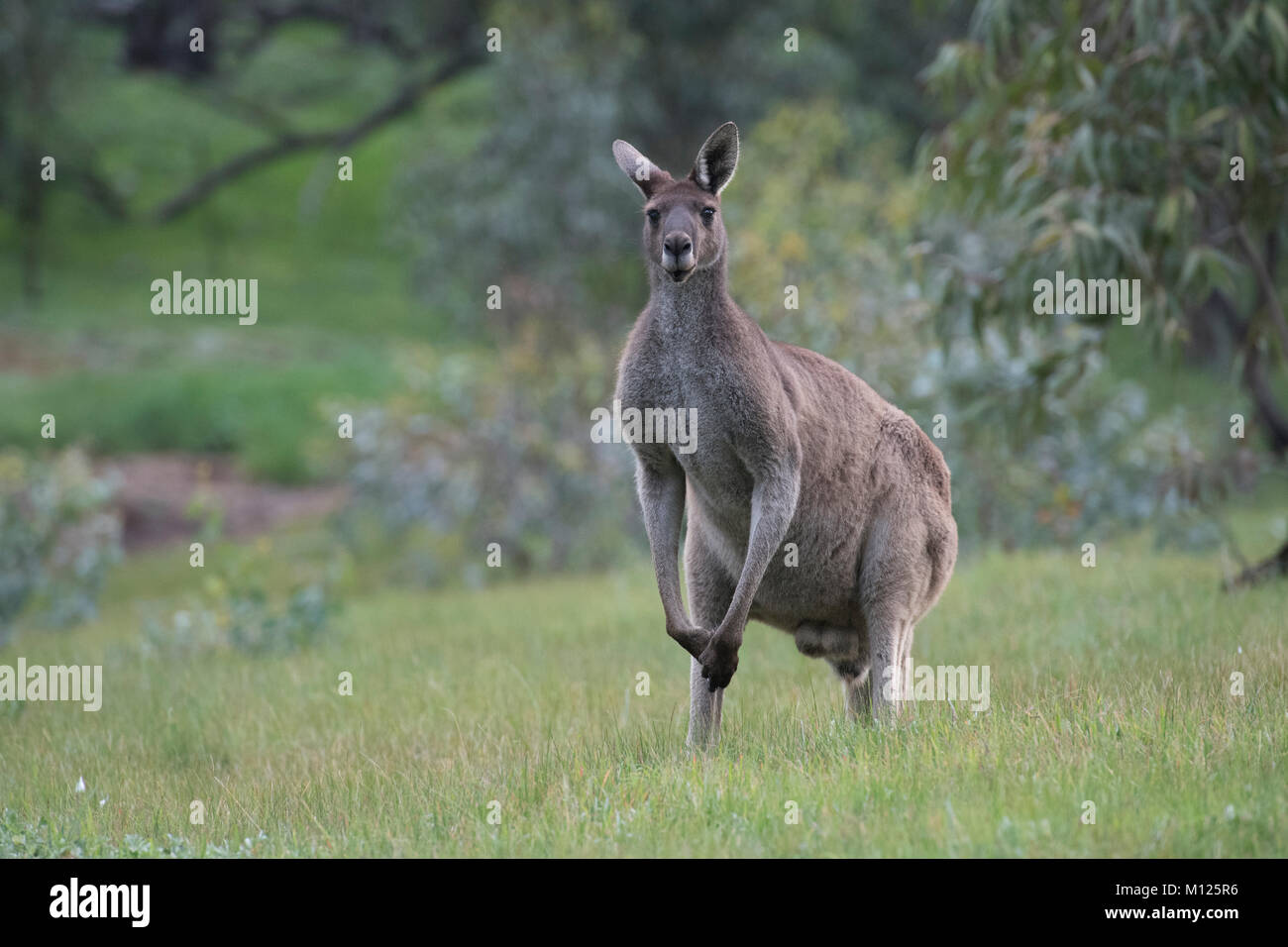 western grey kangaroo male standing in paddock Stock Photo - Alamy
