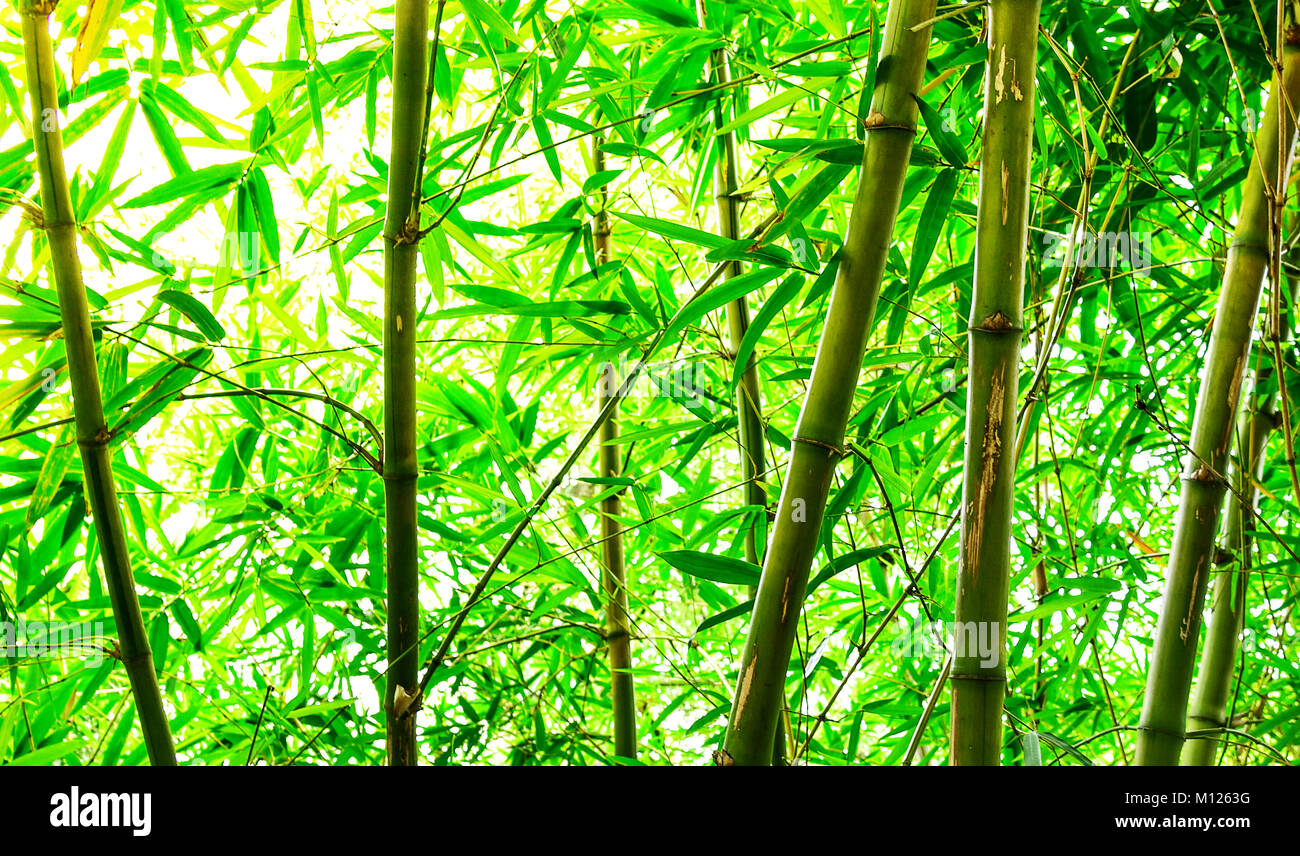 Green bamboo forest Stock Photo - Alamy