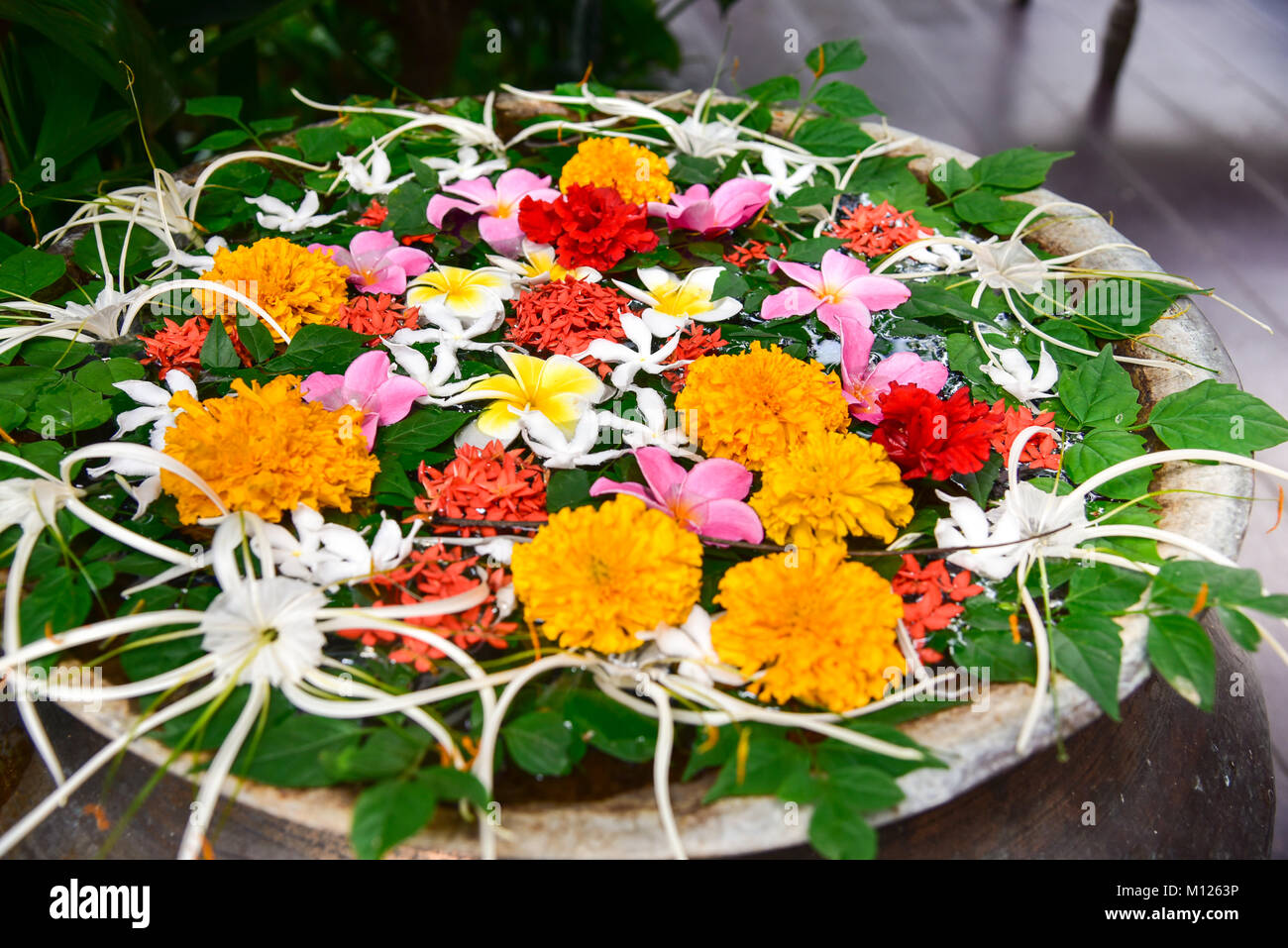 Flowers floating in terracotta pots Stock Photo - Alamy