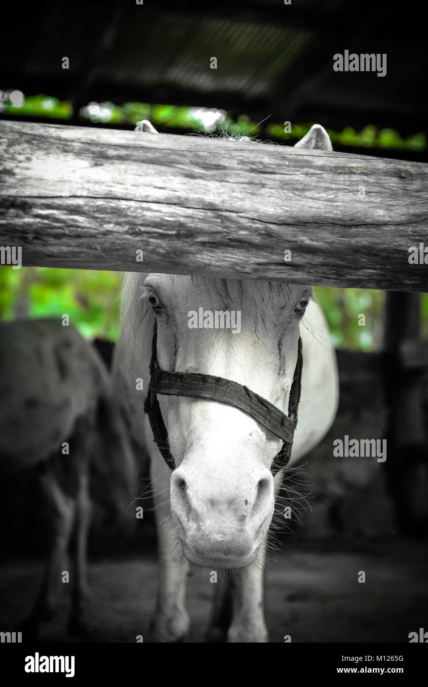 Beautiful white horse in paddock Stock Photo - Alamy