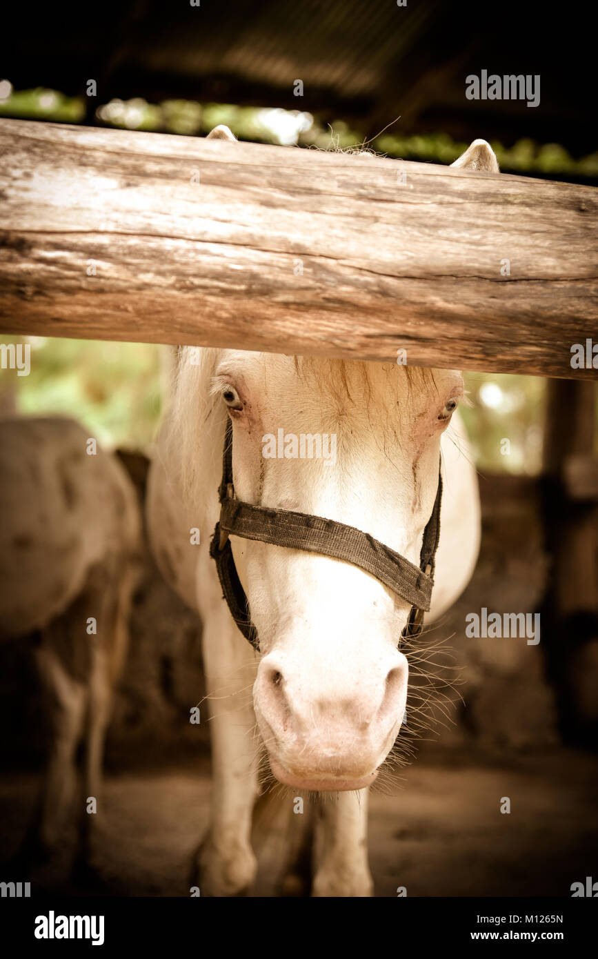 Beautiful white horse in paddock Stock Photo - Alamy