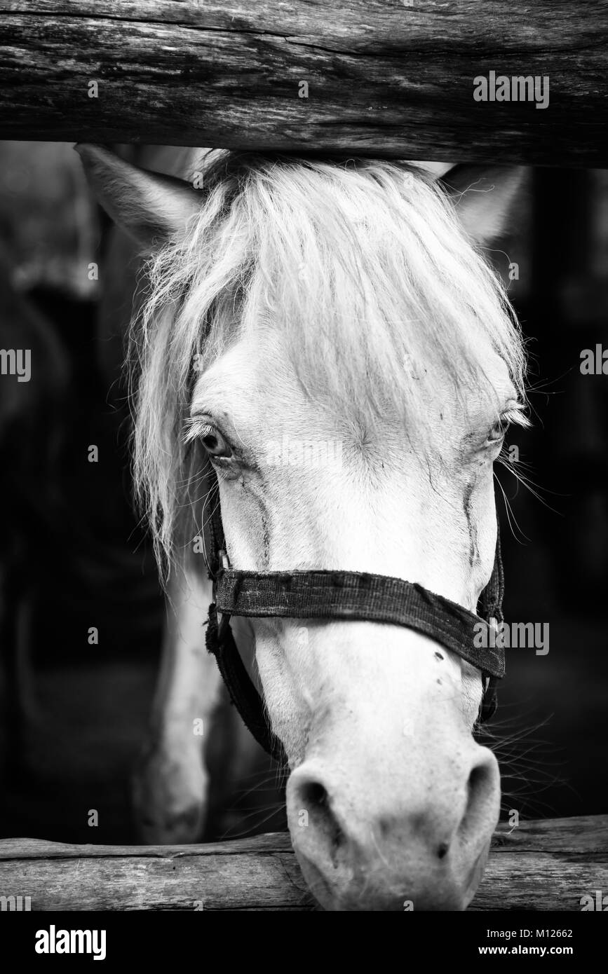 Beautiful white horse in paddock Stock Photo - Alamy