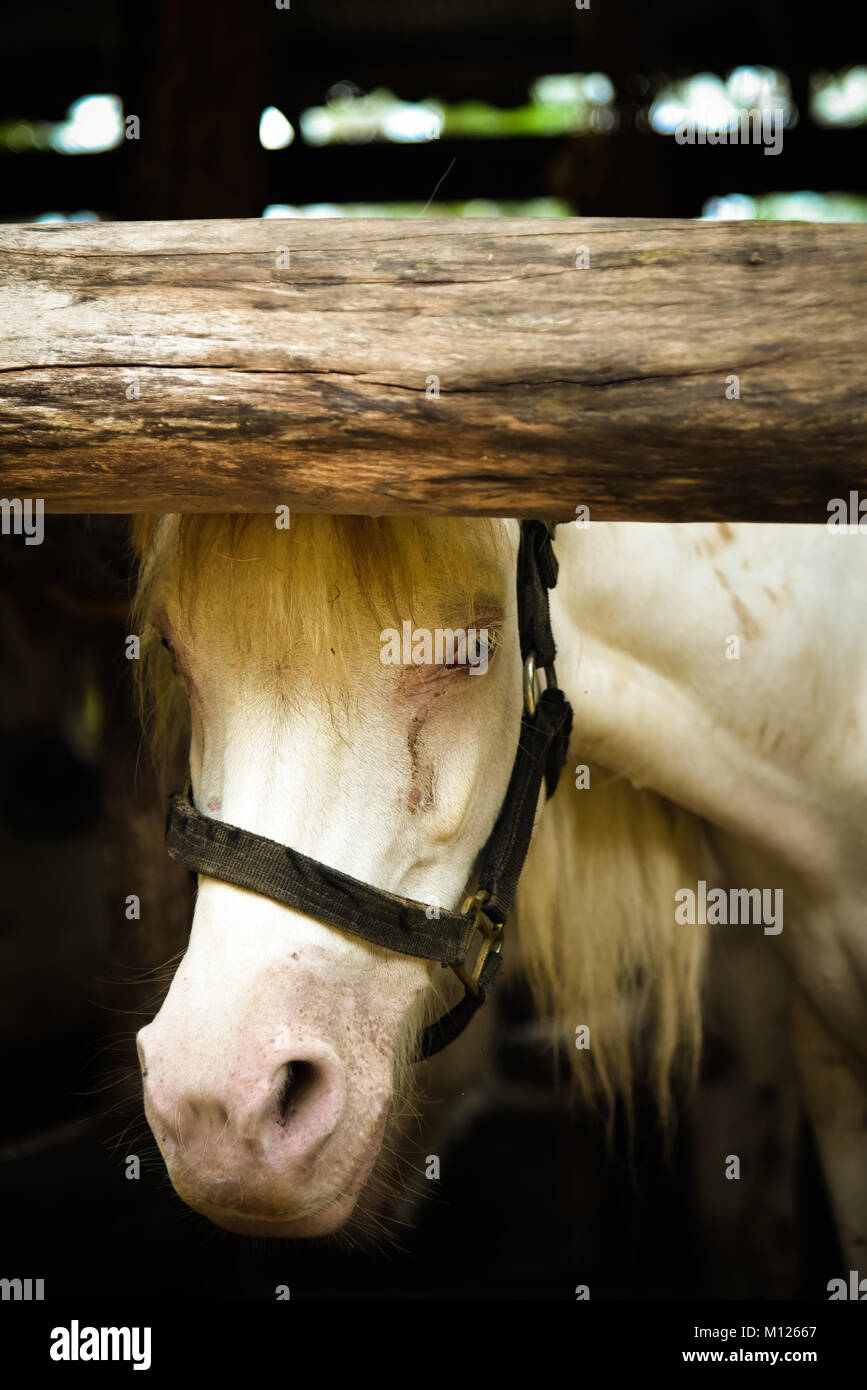 Beautiful white horse in paddock Stock Photo - Alamy