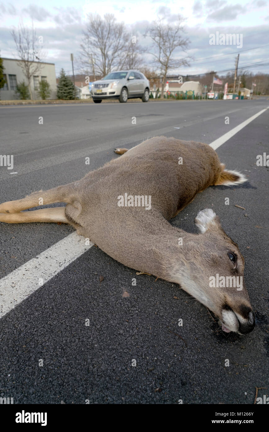 A closed up view of a dead deer hit by a car lying at roadside with ...