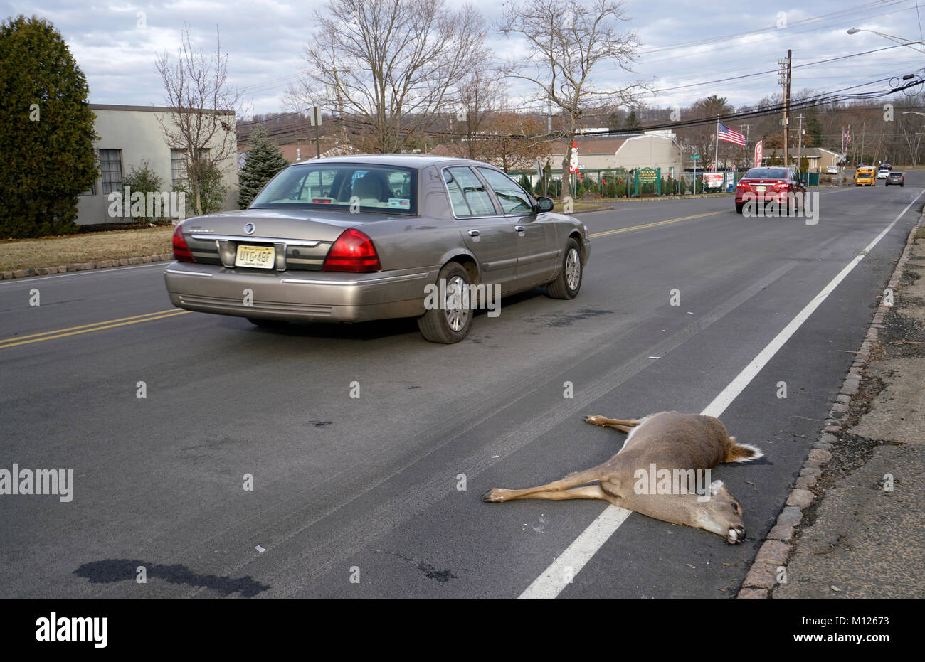 A closed up view of a dead deer hit by a car lying at roadside with ...