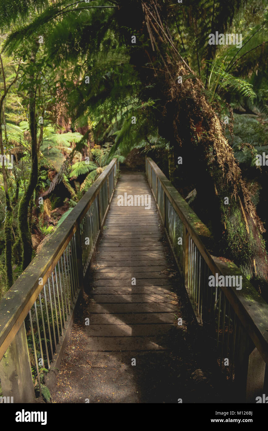 Wooden boardwalk through dense eucalyptus forest in Victoria, Australia ...
