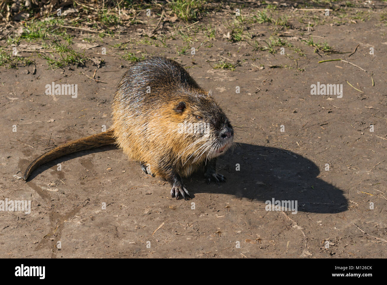 nutria common in urban landscape Stock Photo - Alamy