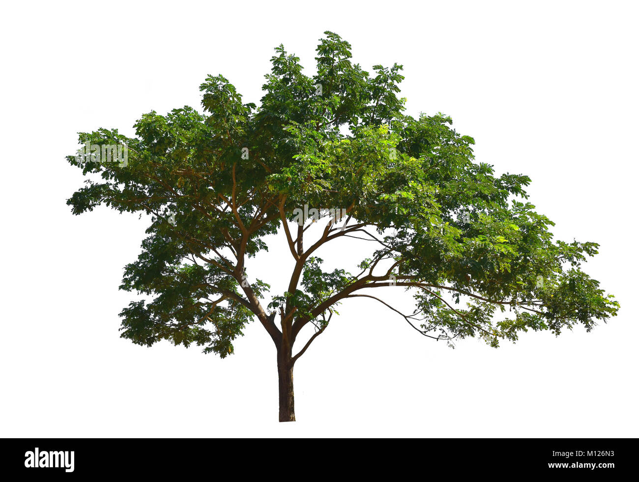 The silk tree isolated on white background Stock Photo - Alamy