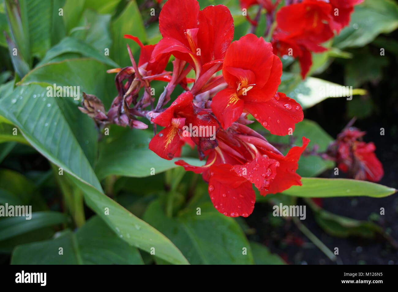 Red Flowers with morning dew Stock Photo - Alamy
