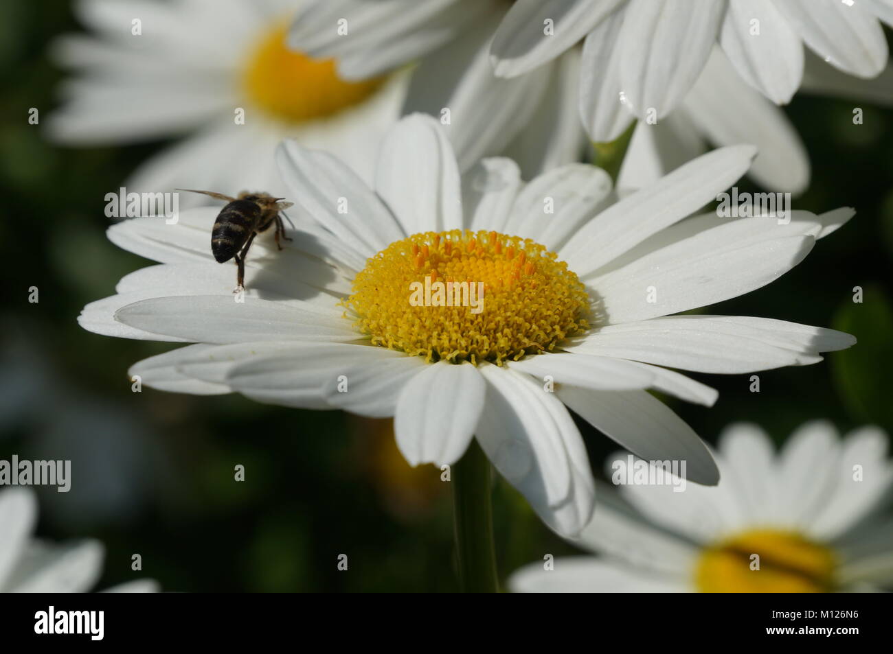 Bee searching food on a white margarite Stock Photo - Alamy