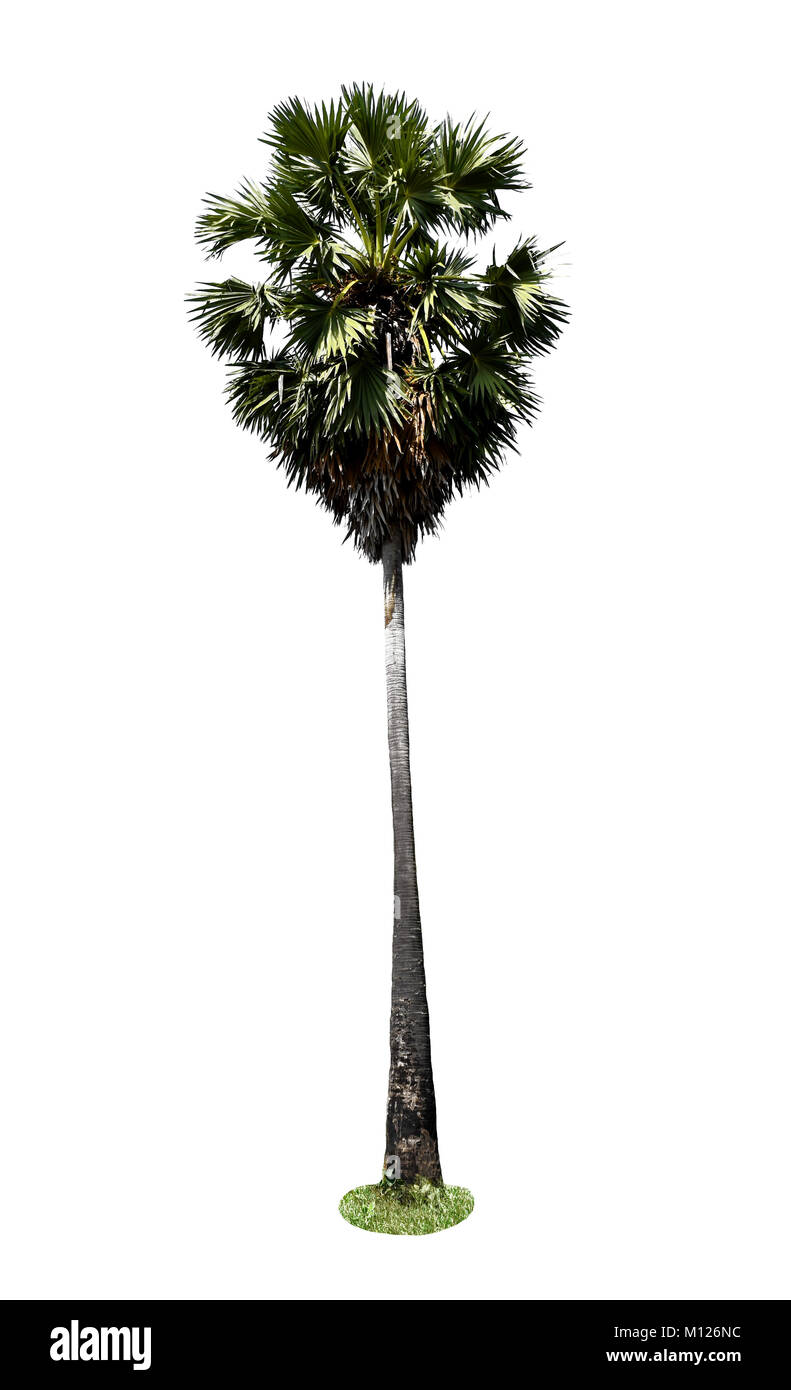 Sugar palm tree hi-res stock photography and images - Alamy