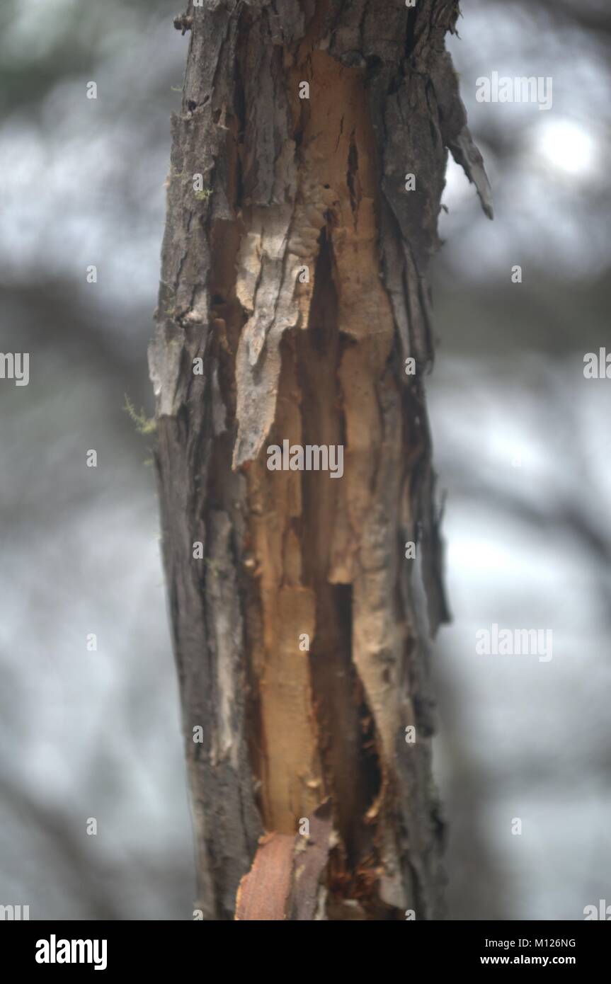 Broken tree stick hi-res stock photography and images - Alamy