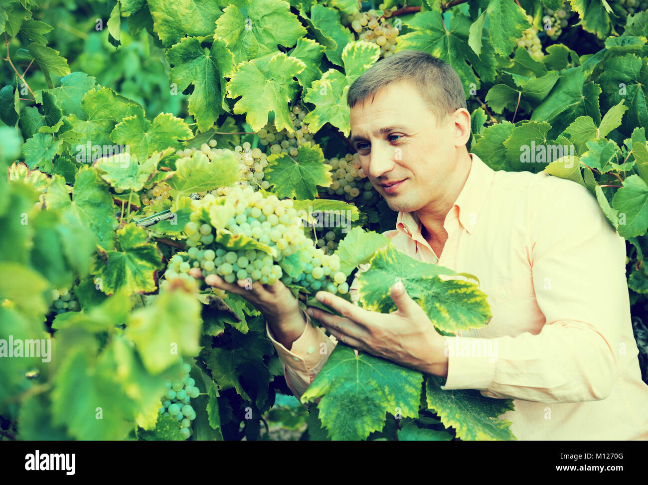 cheerful smiling male vintner looking on clusters of grape outdoors ...
