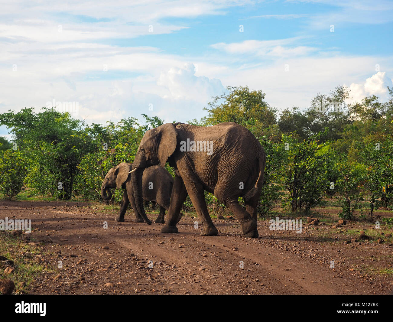 Elephant Cow And Calf Stock Photos & Elephant Cow And Calf Stock Images ...