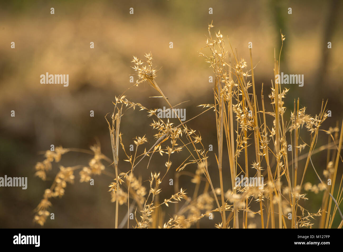 Wild grass seeds in Sariska National Park, India Stock Photo - Alamy