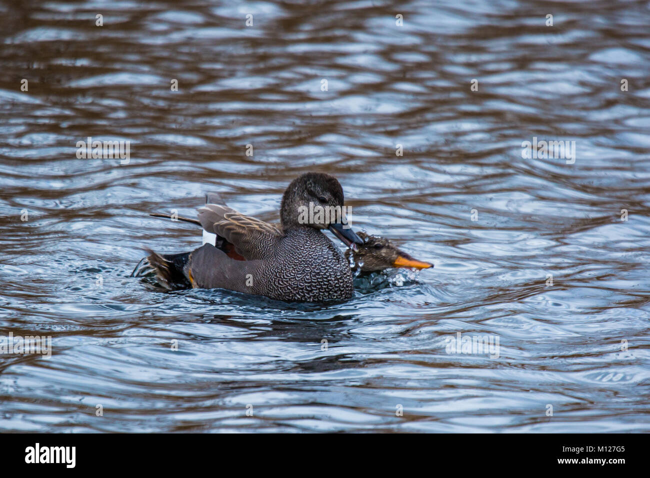 Gadwall Pair Mating Stock Photo - Alamy