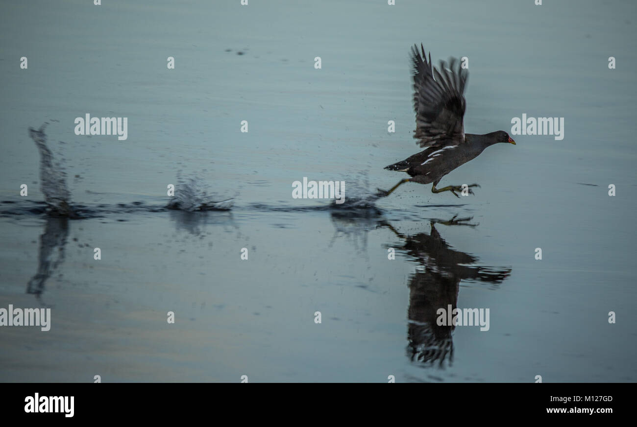 Flying moorhen hi-res stock photography and images - Alamy