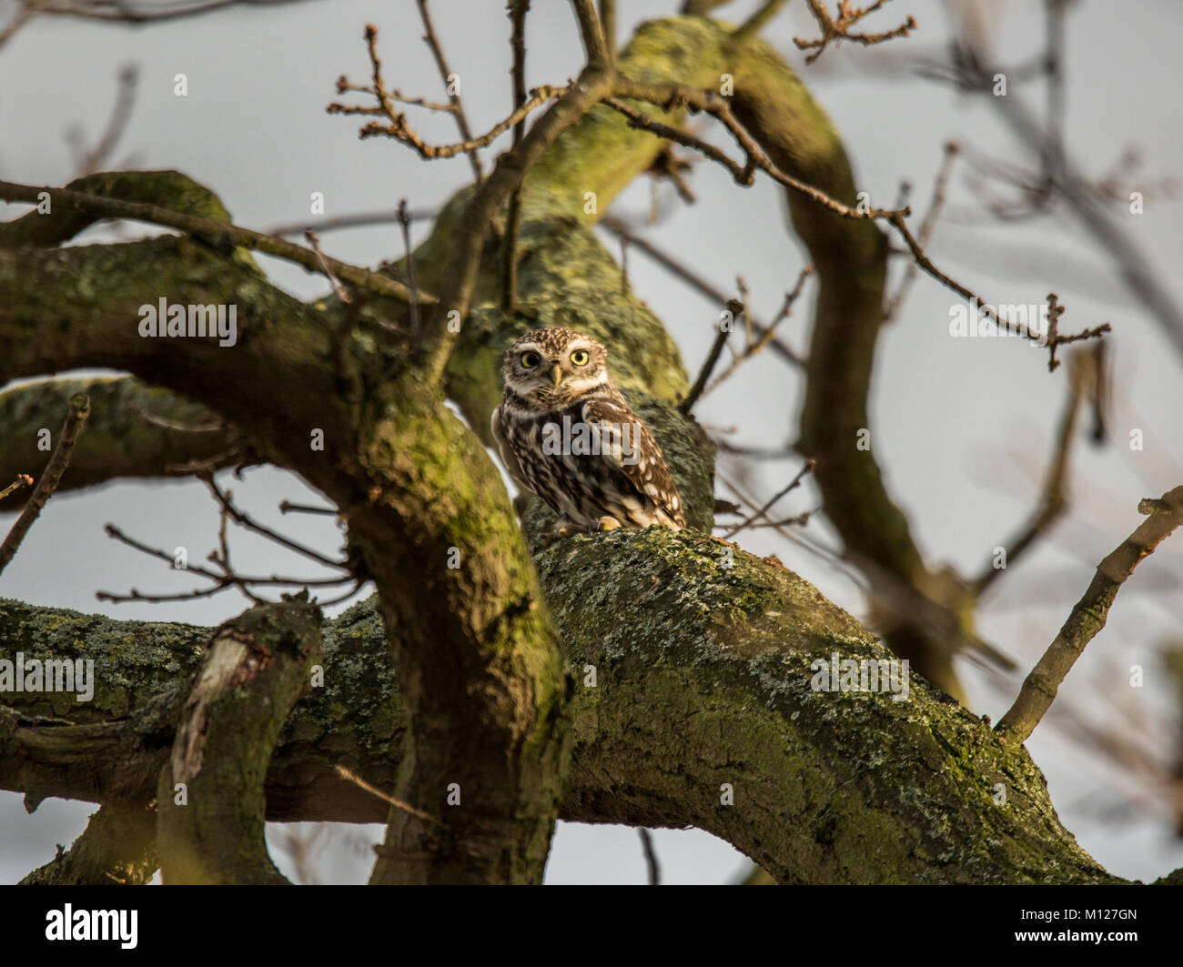 Burrowing owl in tree hi-res stock photography and images - Alamy