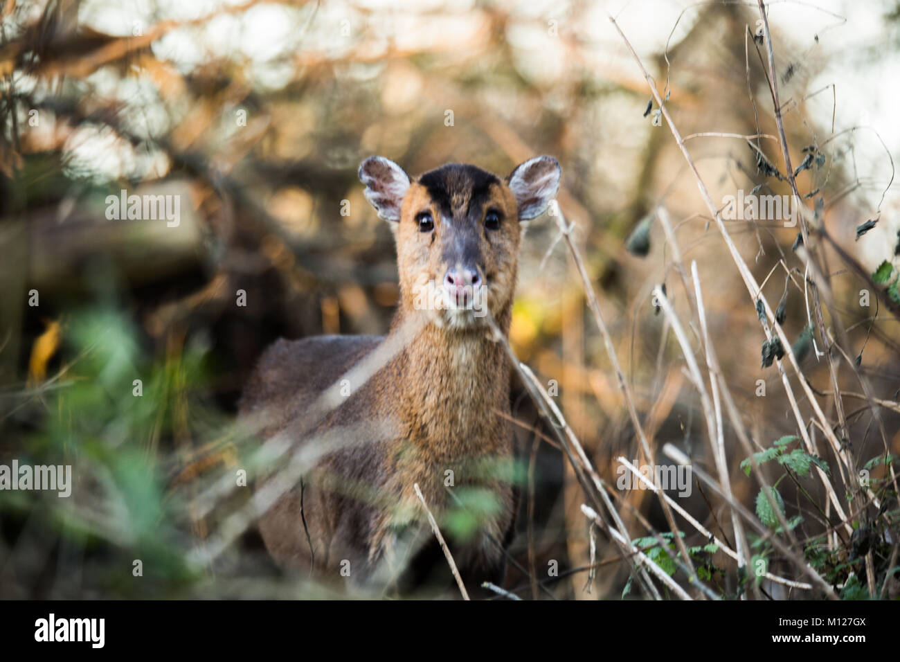 Chinese muntjac china hi-res stock photography and images - Alamy