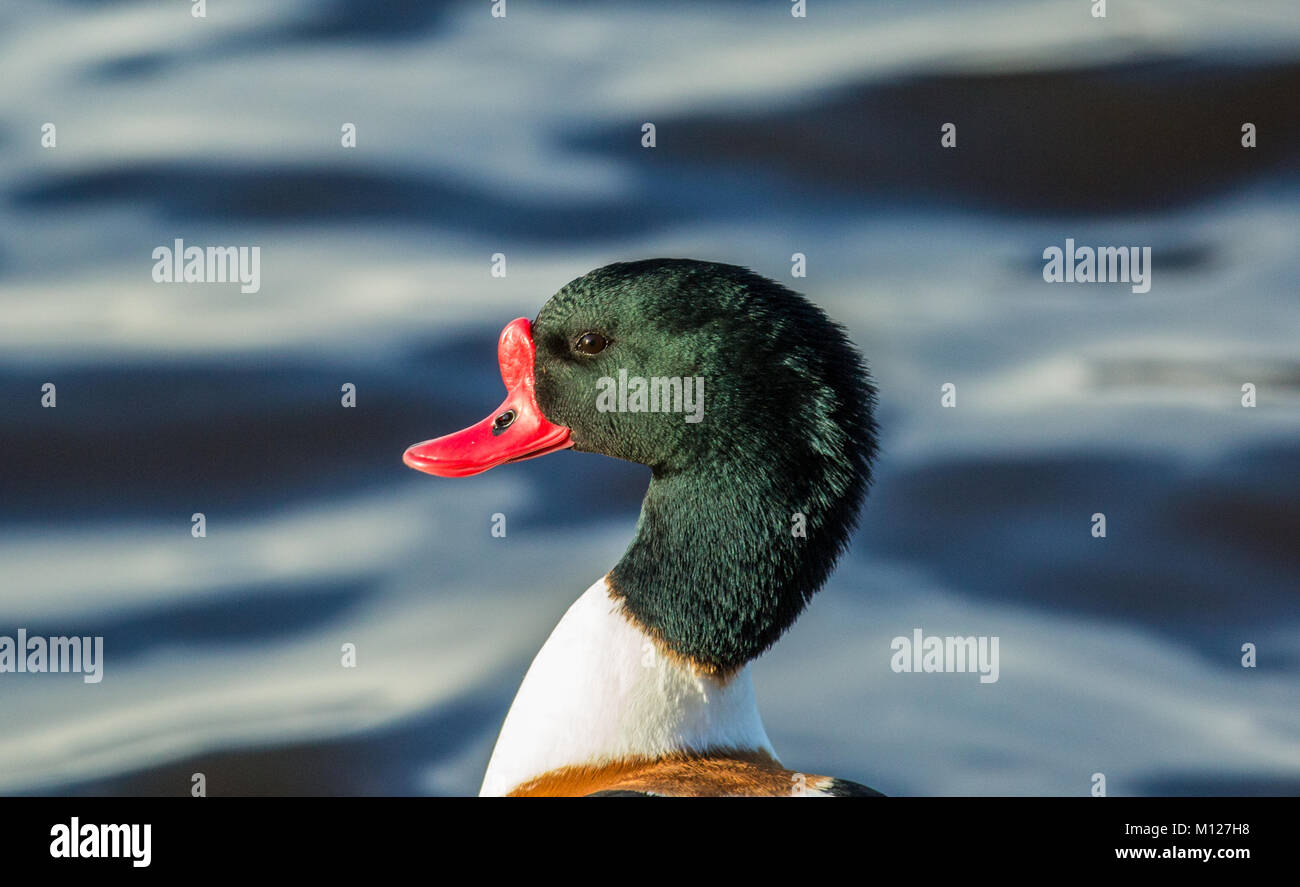 Portrait of a Shelduck Stock Photo - Alamy