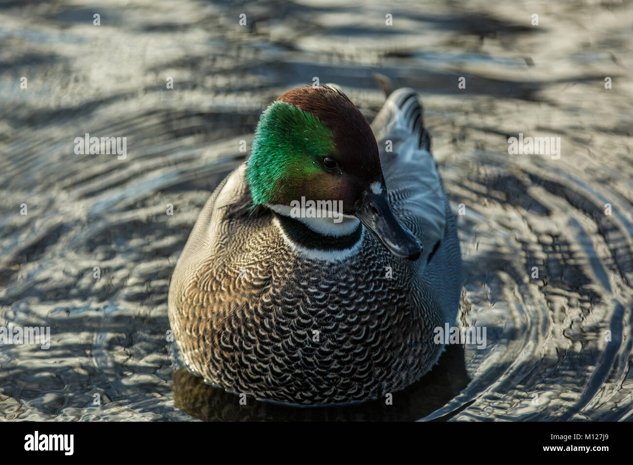 Uknown type of Teal Stock Photo - Alamy
