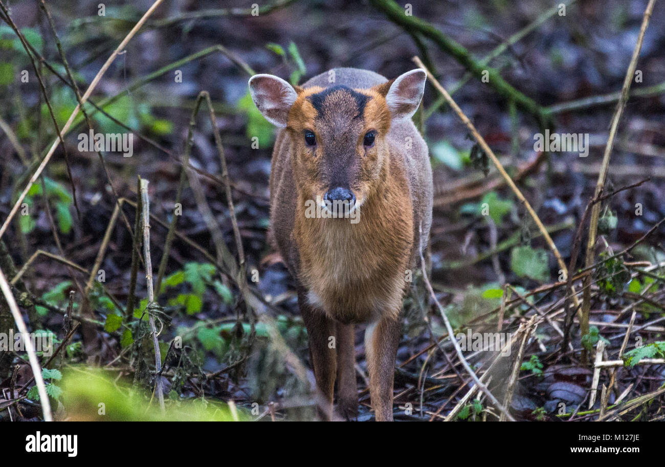 Indian muntjac muntiacus muntjak hi-res stock photography and images ...
