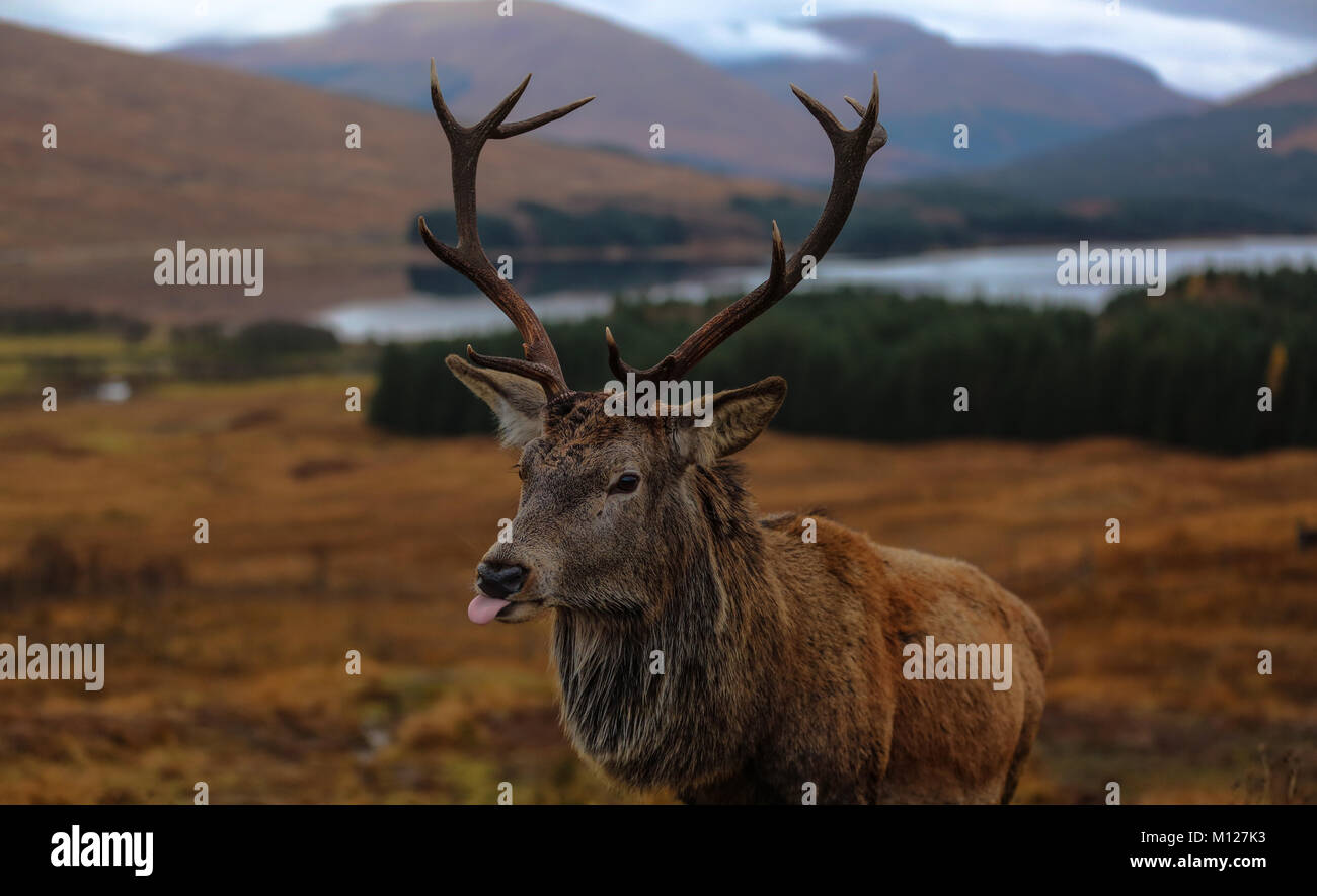Stag mountain hi-res stock photography and images - Alamy
