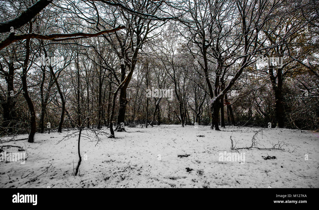 Bury Wood, Epping Forest, during the Winter months Stock Photo - Alamy