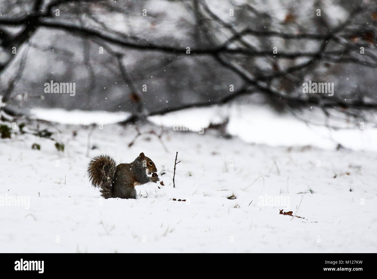 Grey Squirrel enjoying an acorn in the snow Stock Photo - Alamy