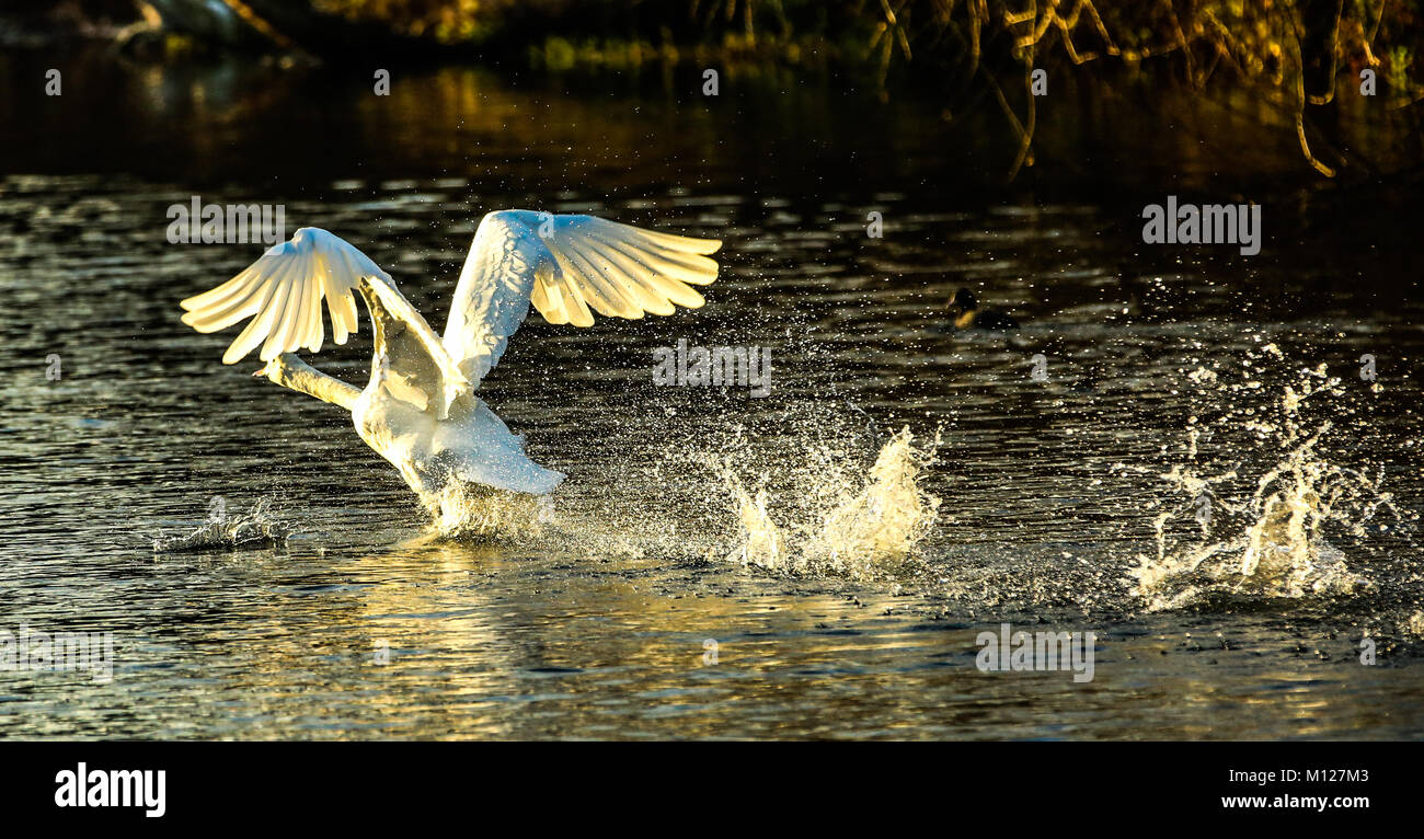 Swan taking off from river Stock Photo - Alamy