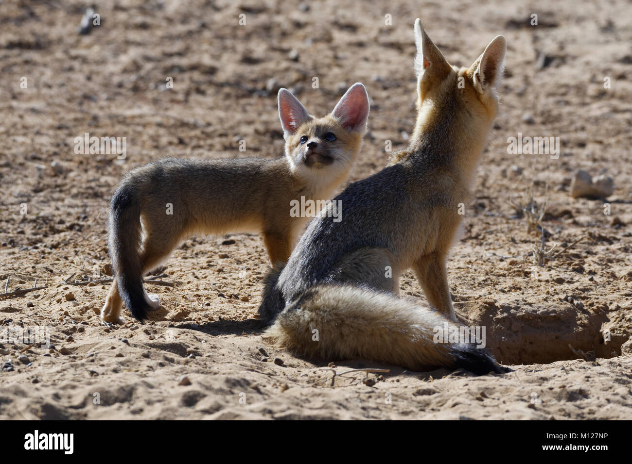 Cape foxes (Vulpes chama), sitting mother with cub looking up, at ...